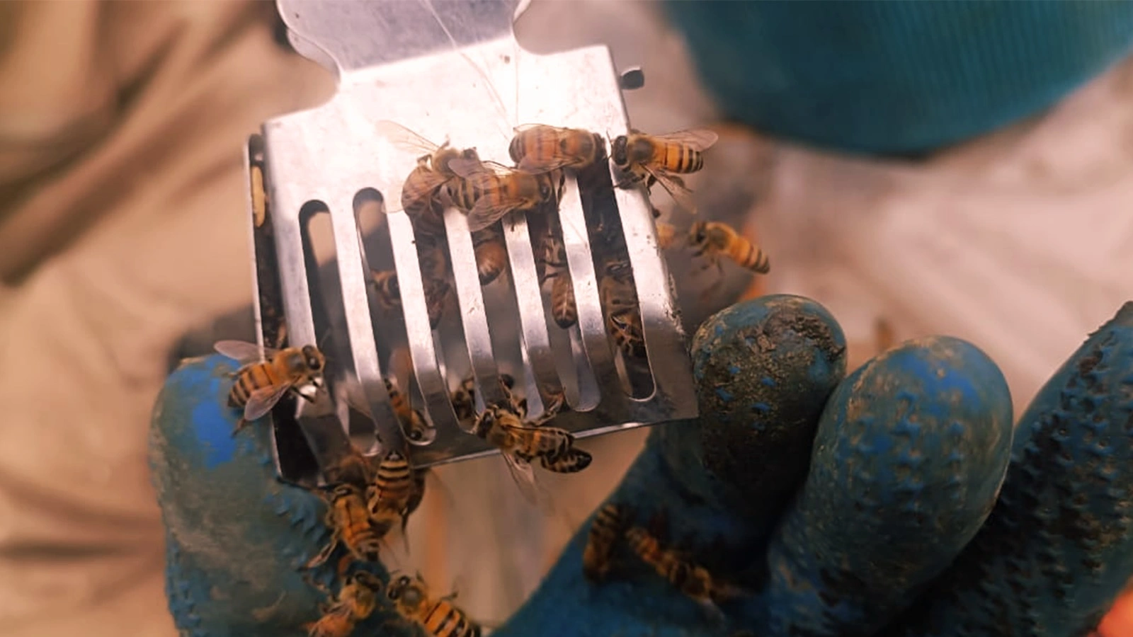 Bee rescue operation in progress